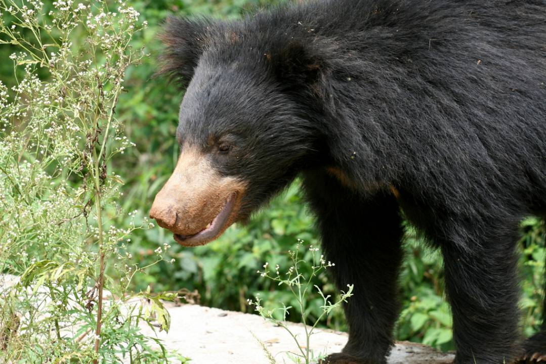 Bannerghatta Biological Park - National park in Bengaluru May 2026 ...