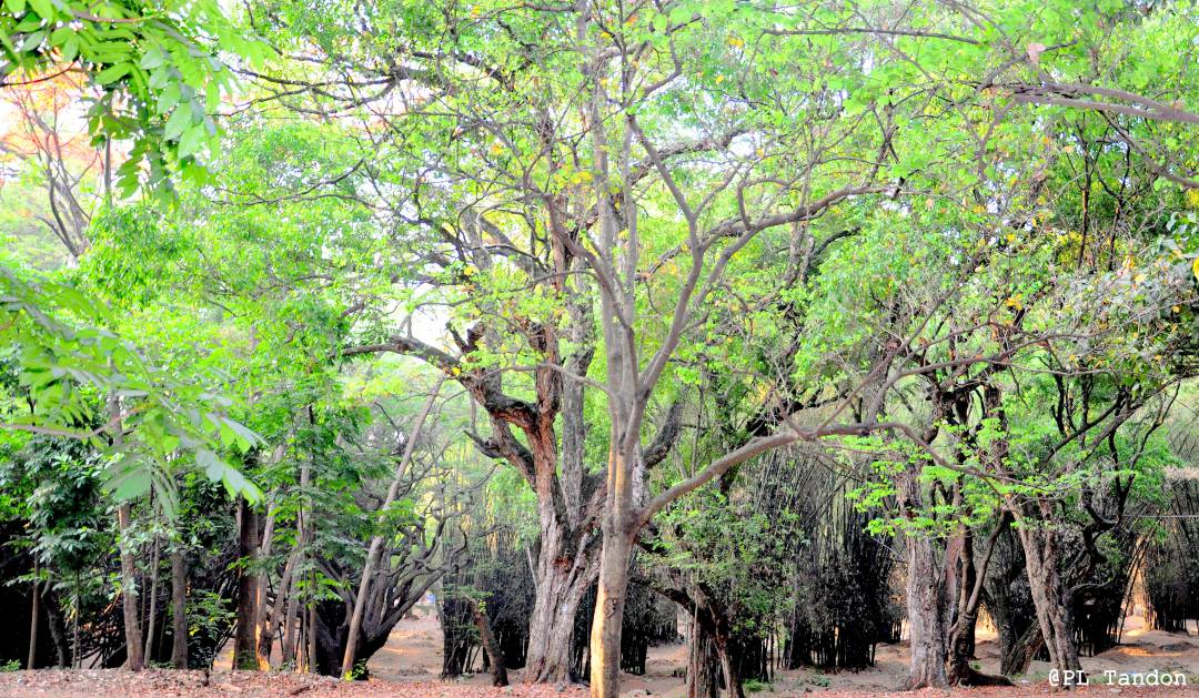 Cubbon Park (January 2021) Timings,Tickets,reviews,Tips,Contact number ...