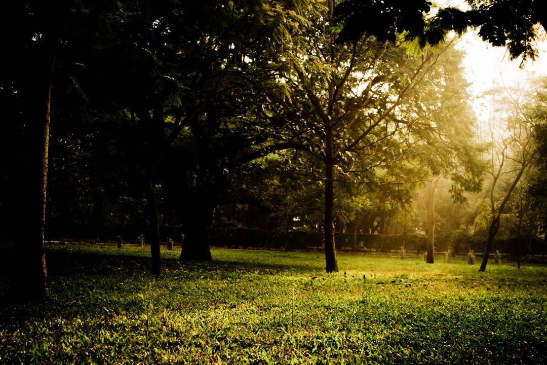 Cubbon Park (September 2025) Timings,Tickets,reviews,Tips,Contact ...