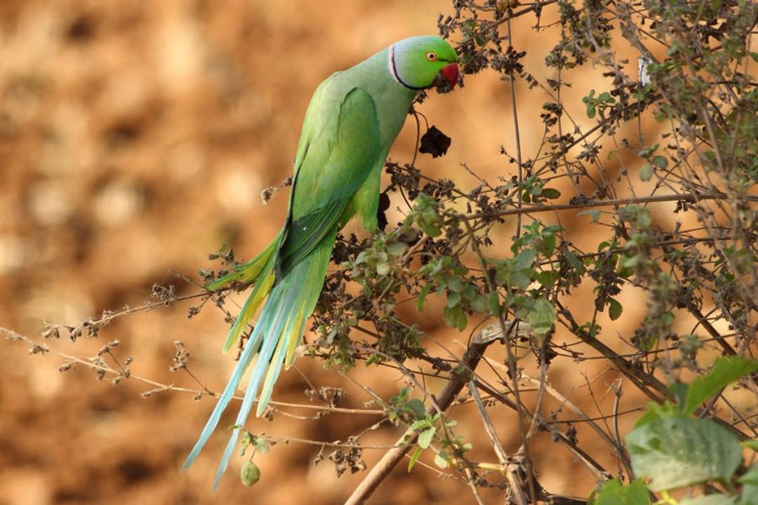 kokrebellur bird sanctuary Mysuru Tickets, timings, offers Sep 2025 ...