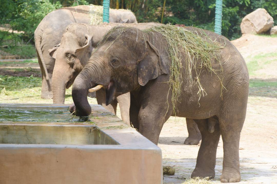Mysore Zoo Mysuru Tickets, timings, offers Sep 2025 | ExploreBees