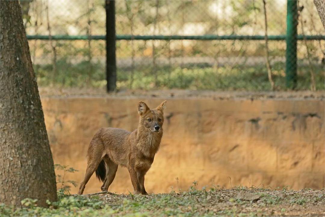 Mysore Zoo Mysuru Tickets, timings, offers Nov 2025 | ExploreBees