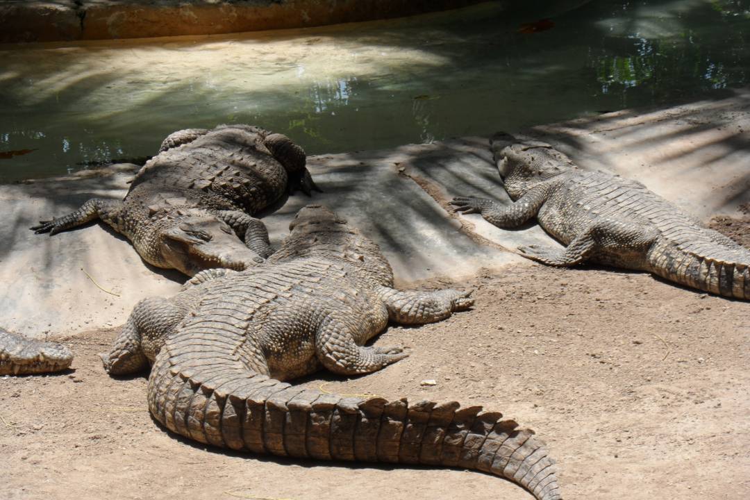 Mysore Zoo (July 2025) Timings,Tickets,reviews,Tips,Contact number ...