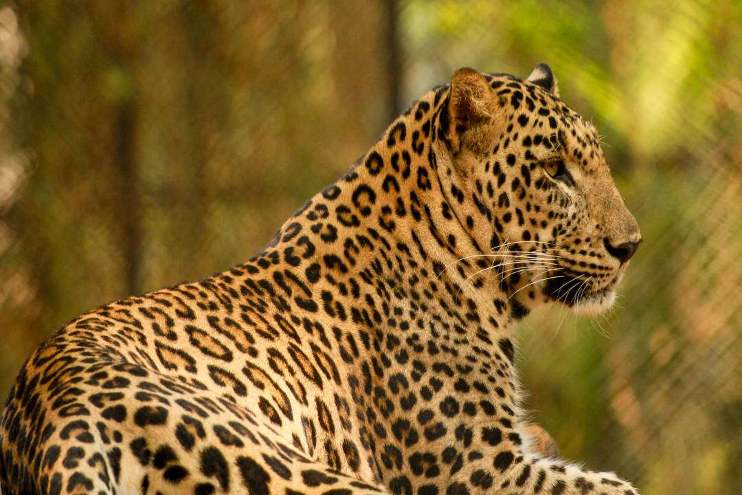 Mysore Zoo (June 2025) Timings,Tickets,reviews,Tips,Contact number ...