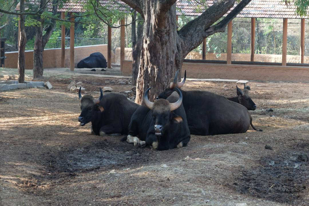Mysore Zoo Mysuru Tickets, timings, offers Sep 2025 | ExploreBees