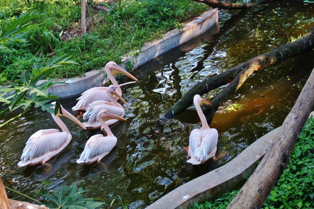 Mysore Zoo Mysuru Tickets, timings, offers Dec 2025 | ExploreBees