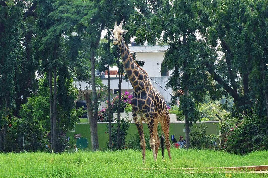 Mysore Zoo (August 2025) Timings,Tickets,reviews,Tips,Contact number ...
