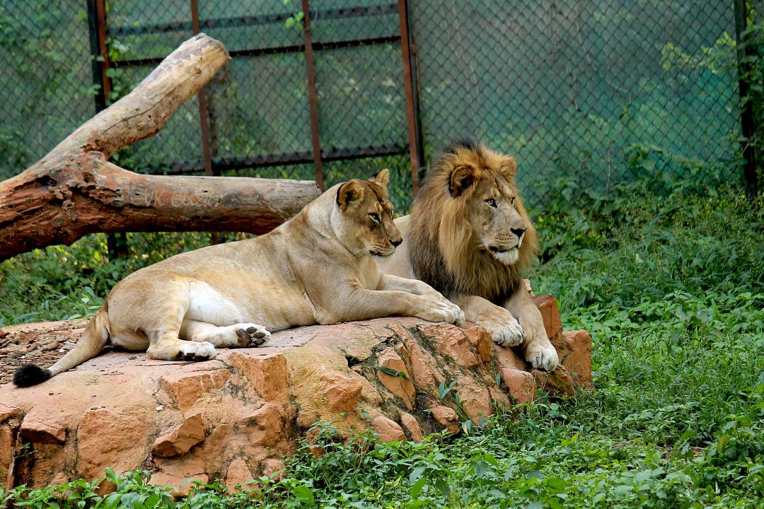 Mysore Zoo Mysuru Tickets, timings, offers Dec 2025 | ExploreBees