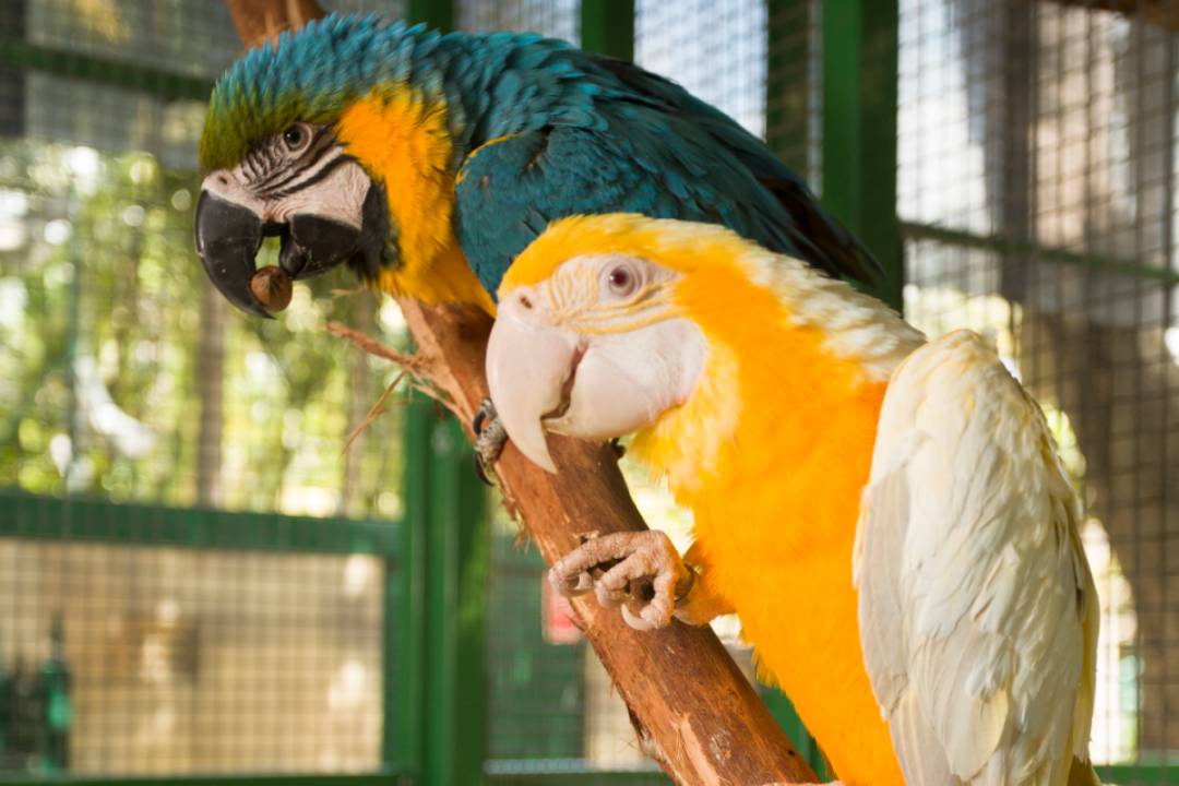 Shuka Vana - Zoo and aquarium in Mysuru Sep 2025 | ExploreBees