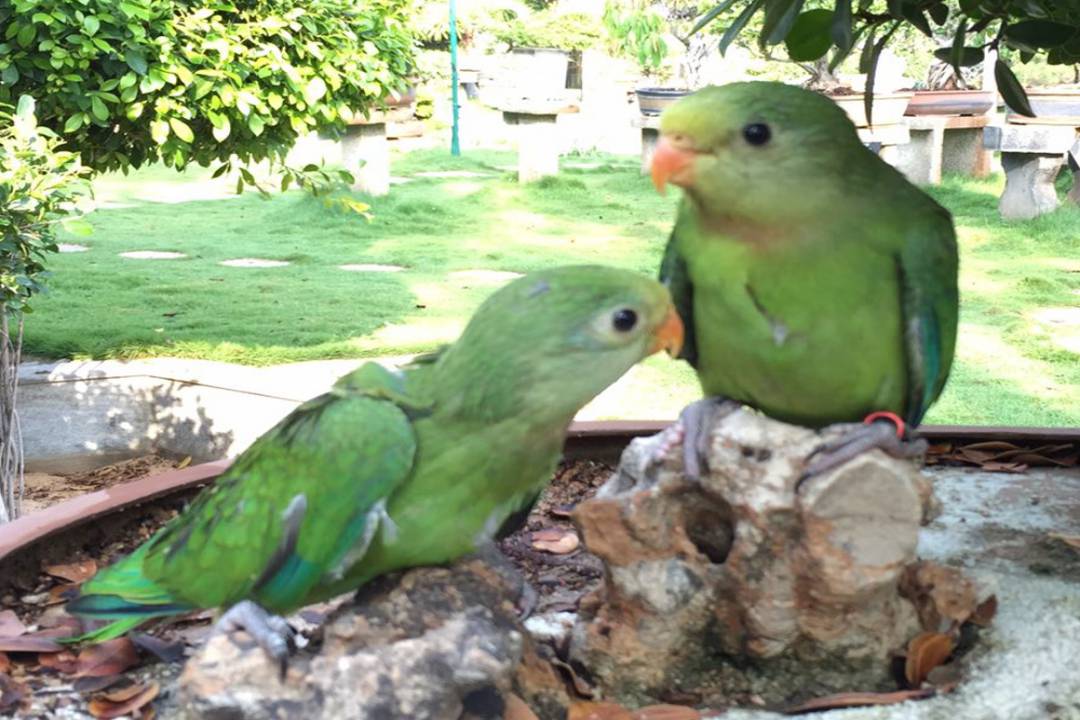 Shuka Vana (August 2025) Timings,Tickets,reviews,Tips,Contact number ...